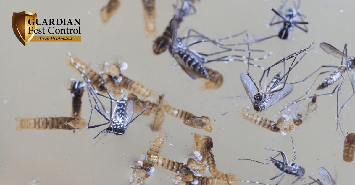 Four Most Common Summer Pests