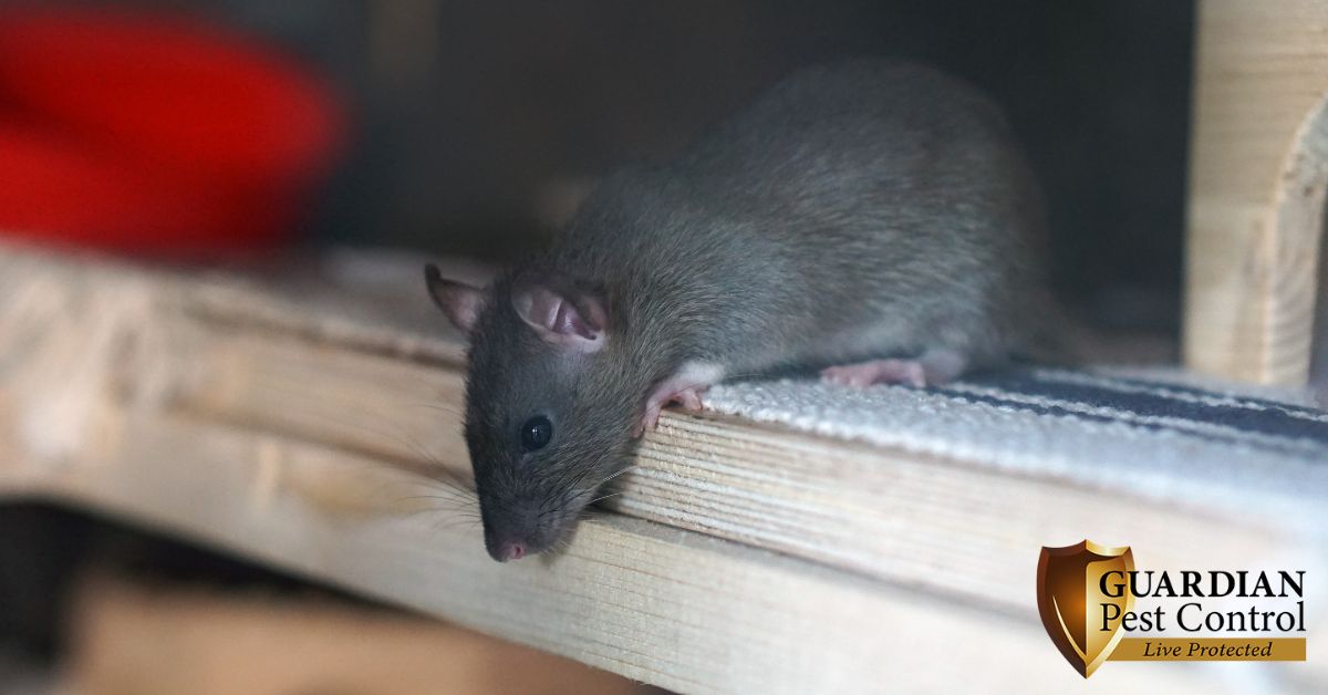 Fall Pest Invasions: Why Rodents Head Indoors This Time of Year
