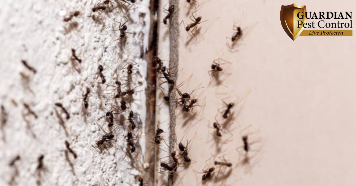 The Ultimate Guide to Ant Prevention and Control in Your Home