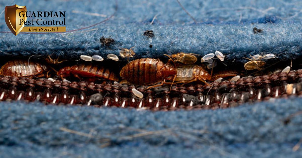 How to Identify and Eliminate Bed Bug Infestations Quickly