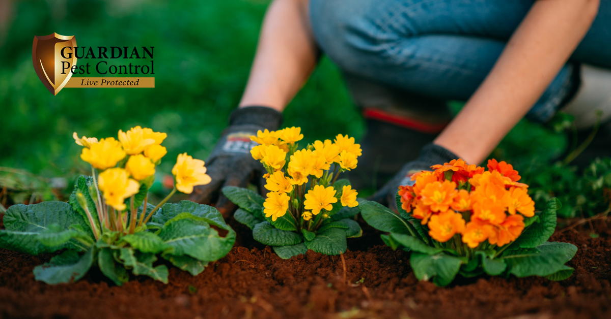 Tips From The Experts: Flowers and Plants That Help Keep Pests Away ...