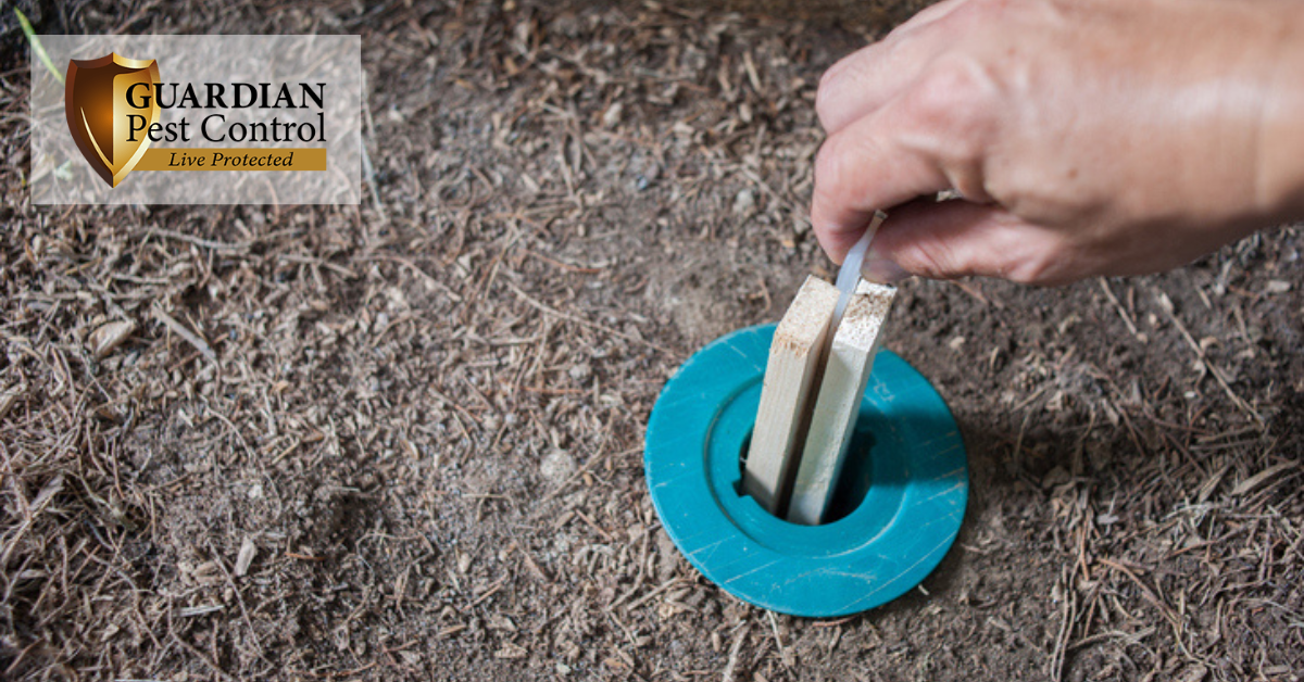 What is the Safest Type of Termite Control?