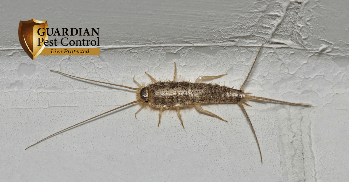 What Are The Most Common Bugs Found in Basements?