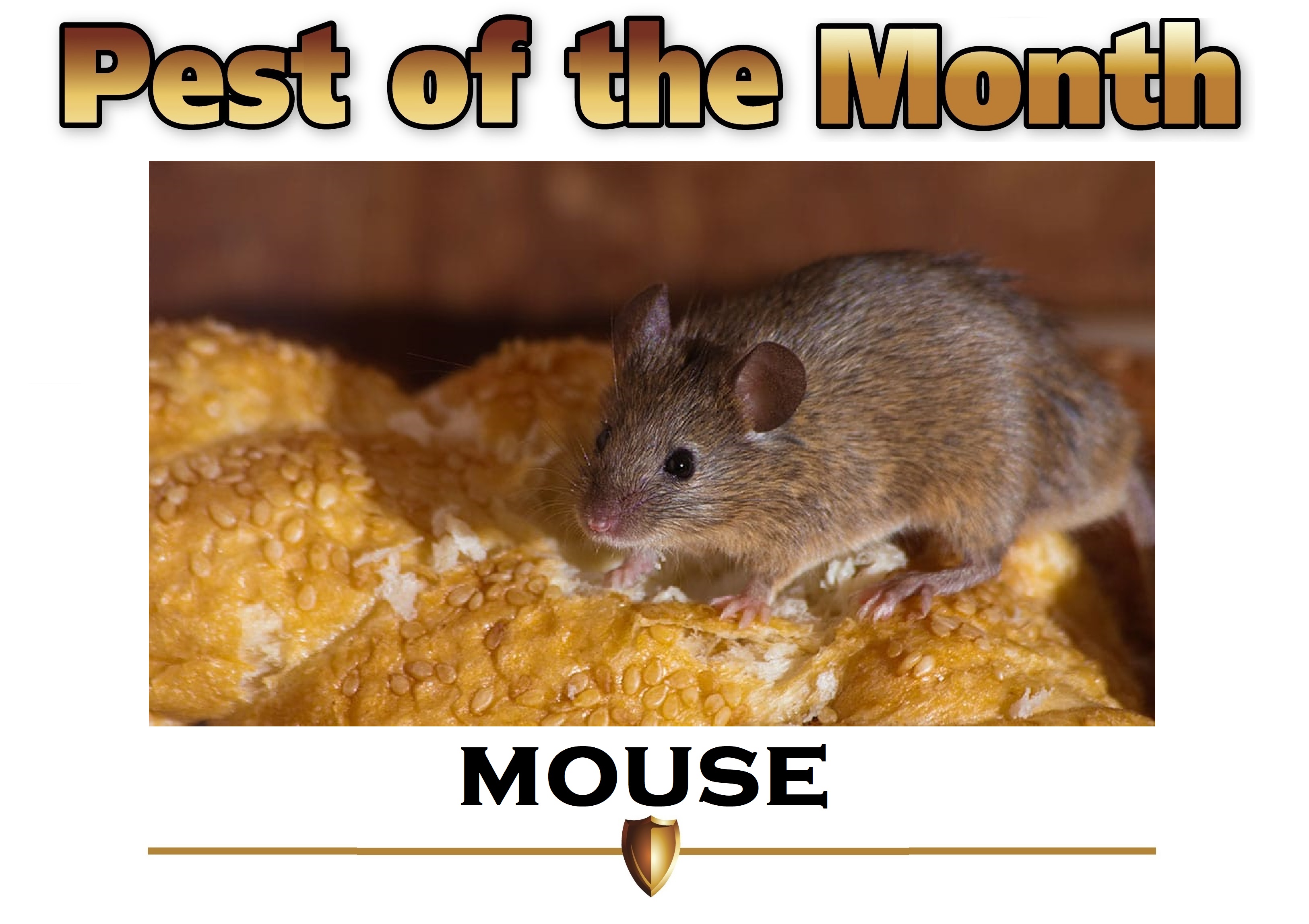 Protecting Your Home from Mice This Fall